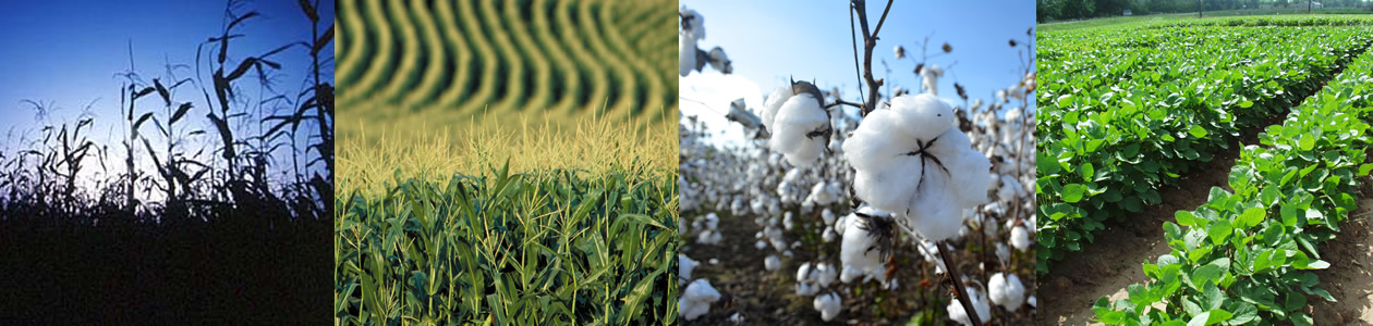 Crop Economics | Department of Agricultural and Resource Economics